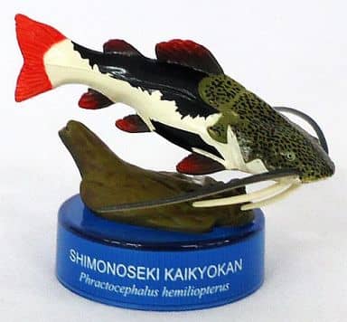 Redtail catfish "Capsule Aquarium : Japanese Aquarium's Catalog of ...