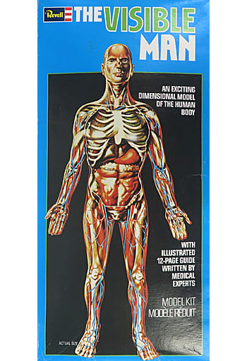 Plastic model THE VISIBLE MAN [H-900] | Toy Hobby | Suruga-ya.com