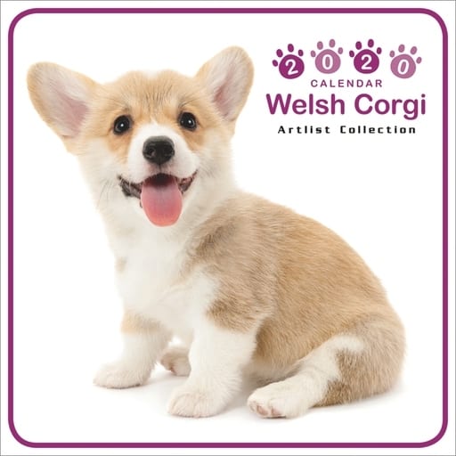 Miniature Welsh Corgi