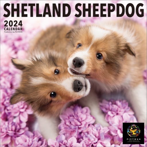 PICTWAN Shetland Sheepdog (L edition) 2024 calendar | Goods ...