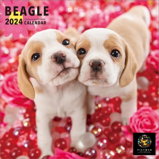 PICTWAN Beagles (S edition) Fiscal 2024 calendar | Goods / Accessories | Suruga-ya.com