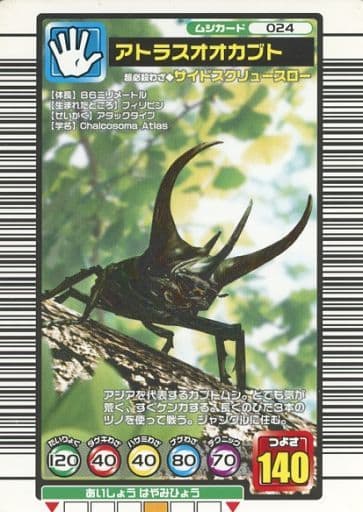 024 : Atlas Beetle | Toy Hobby | Suruga-ya.com