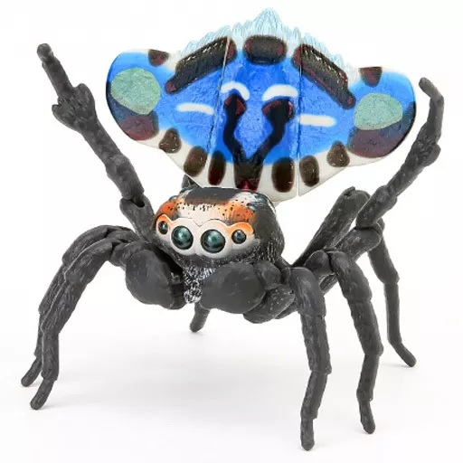ROBATAS (MALE)' IKIMONO DAIZUKAN PEACOCK SPIDER' | Toy Hobby | Suruga ...