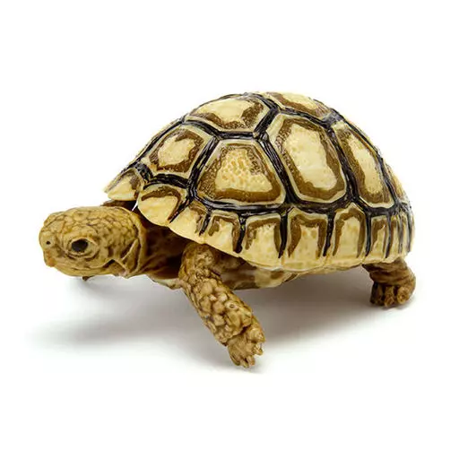 Trading figure Babcock leopard turtle (juvenile) "Ikimono Daizukan Kame ...