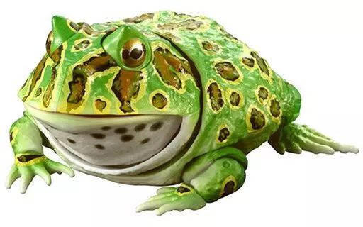 Bell Tree Frog (Green) "Living Things Large Picture Book Advanced Tree ...